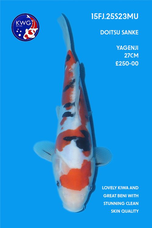 Koi Water Gardens Ltd