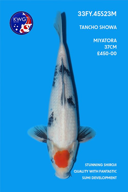 Koi Water Gardens Ltd