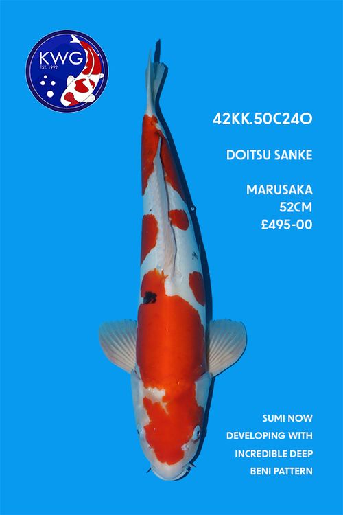 Koi for Sale | Pond Design & Construction | Pond Maintenance
