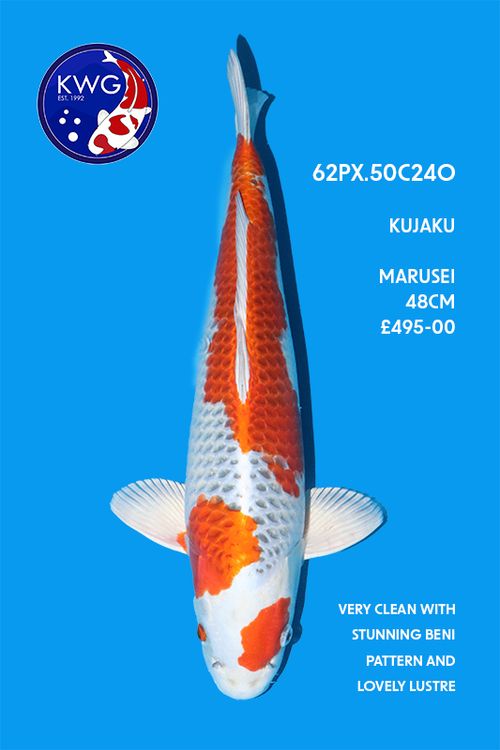 Koi for Sale | Pond Design & Construction | Pond Maintenance
